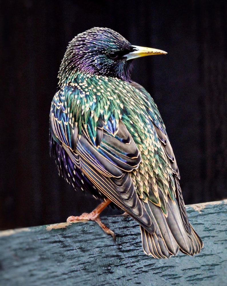 Starling Photograph Starling Bird Photography Bird Art - Etsy