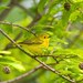 Yellow Warber Photograph - Warbler - Bird Photos - Bird Prints - Gifts ...
