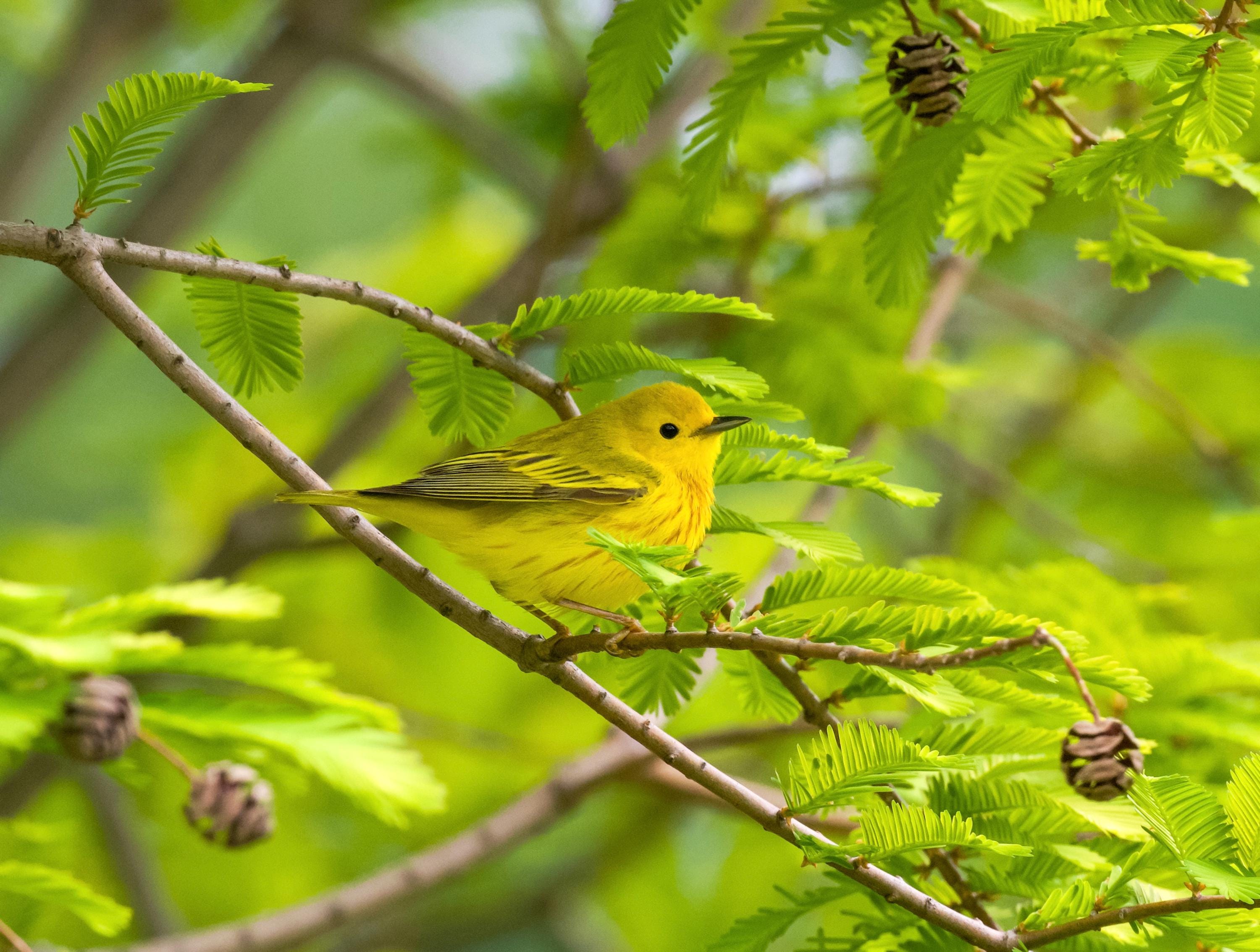 Yellow Warber Photograph - Warbler - Bird Photos - Bird Prints - Gifts ...