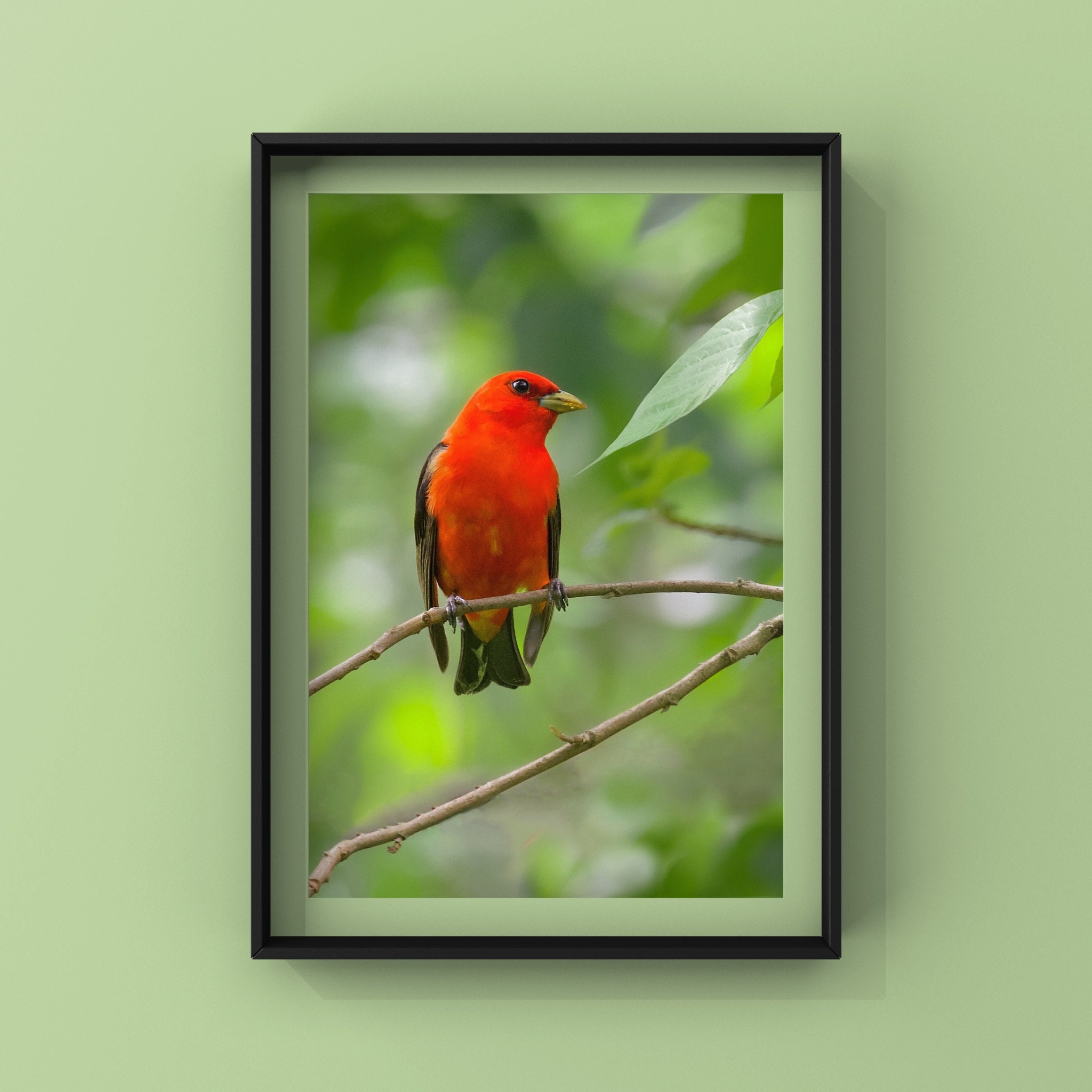 Scarlet Tanager Photograph - Tanager - Bird Photos - Bird Prints - Wall ...