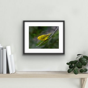 Yellow Warber Photograph - Warbler - Bird Photos - Bird Prints - Gifts ...