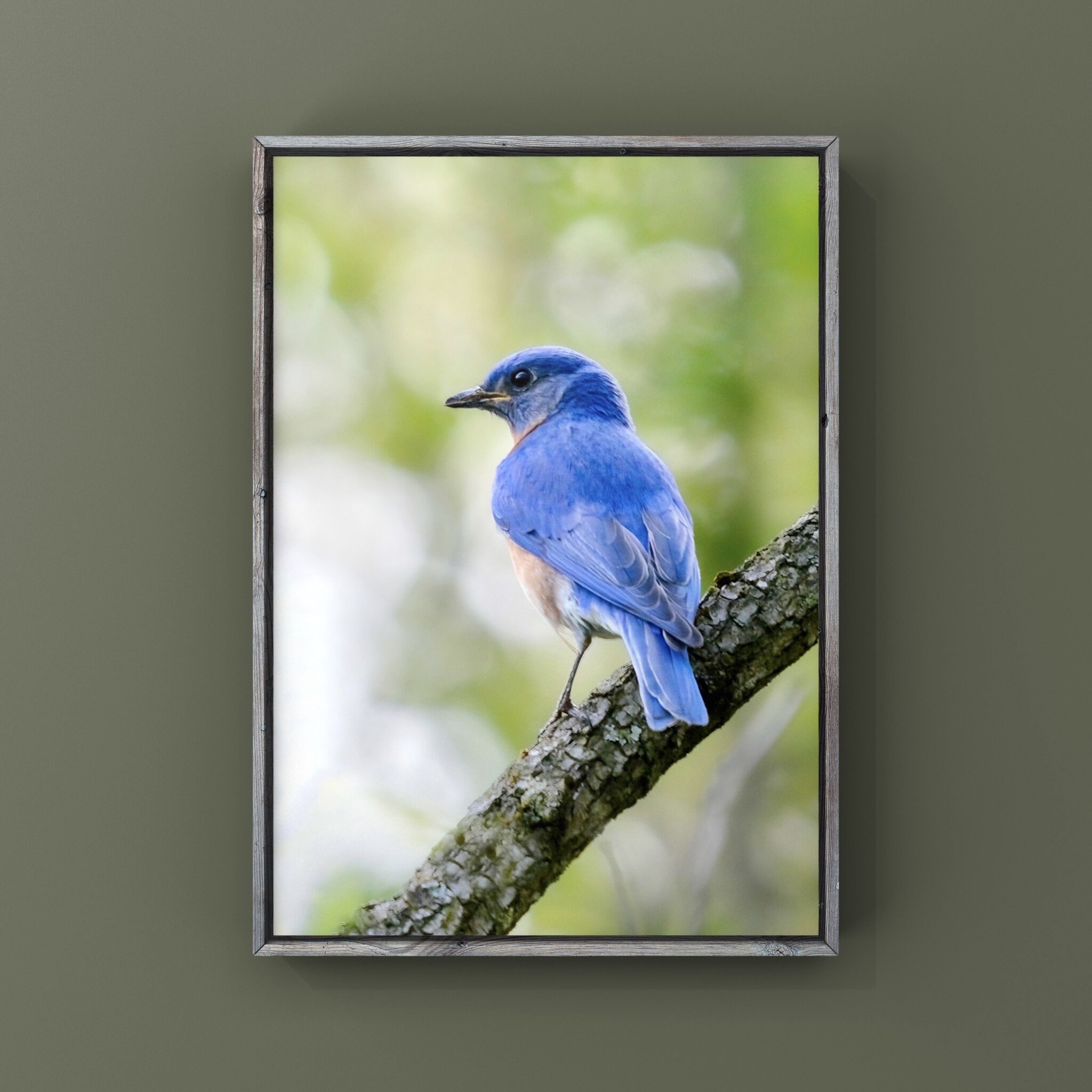 Bluebird Photograph - Eastern Bluebird - Bird Art - Bird Photography ...