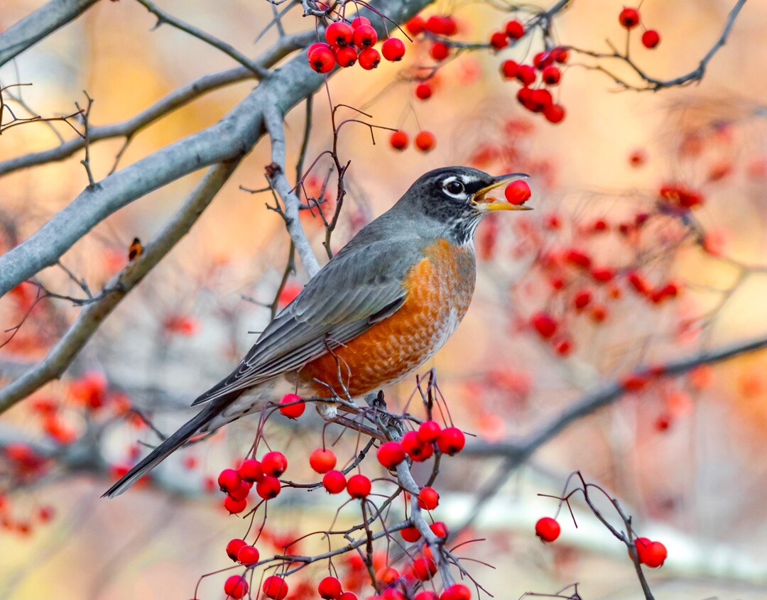 Robin Photograph - Robin - Bird Photos - Bird Prints - Wall Art - Gifts ...