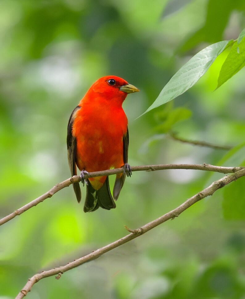 Scarlet Tanager Photograph - Tanager - Bird Photos - Bird Prints - Wall ...