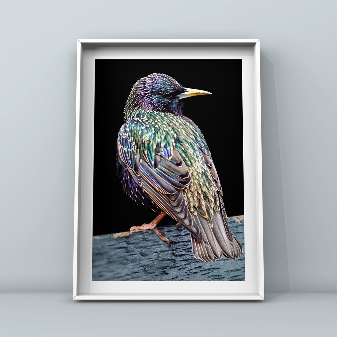 Starling Photograph - Starling - Bird Photography - Bird Art - Gifts ...
