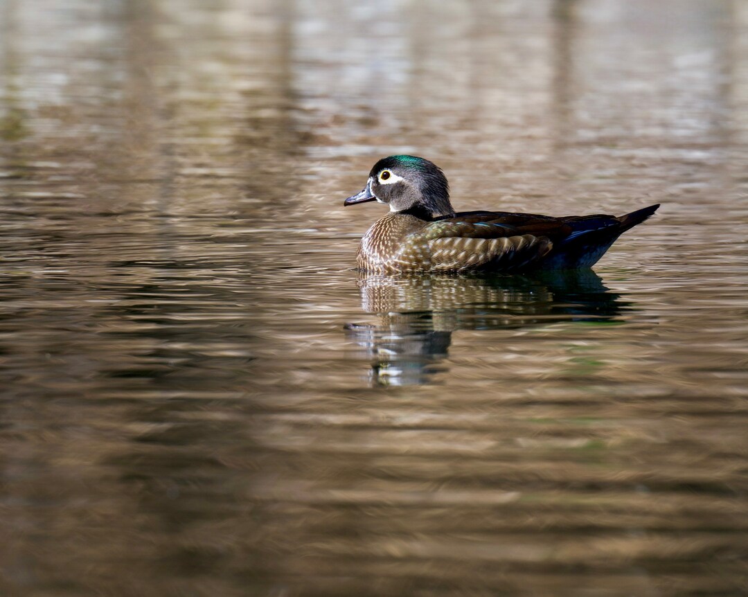 Holz Ente Fotografie Ente Vogel Fotos Vogel Fotografie Geschenke für ...