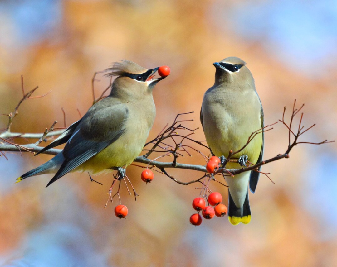 Cedar Waxwings Photograph - Waxwing - Bird Photos - Bird Prints - Wall ...