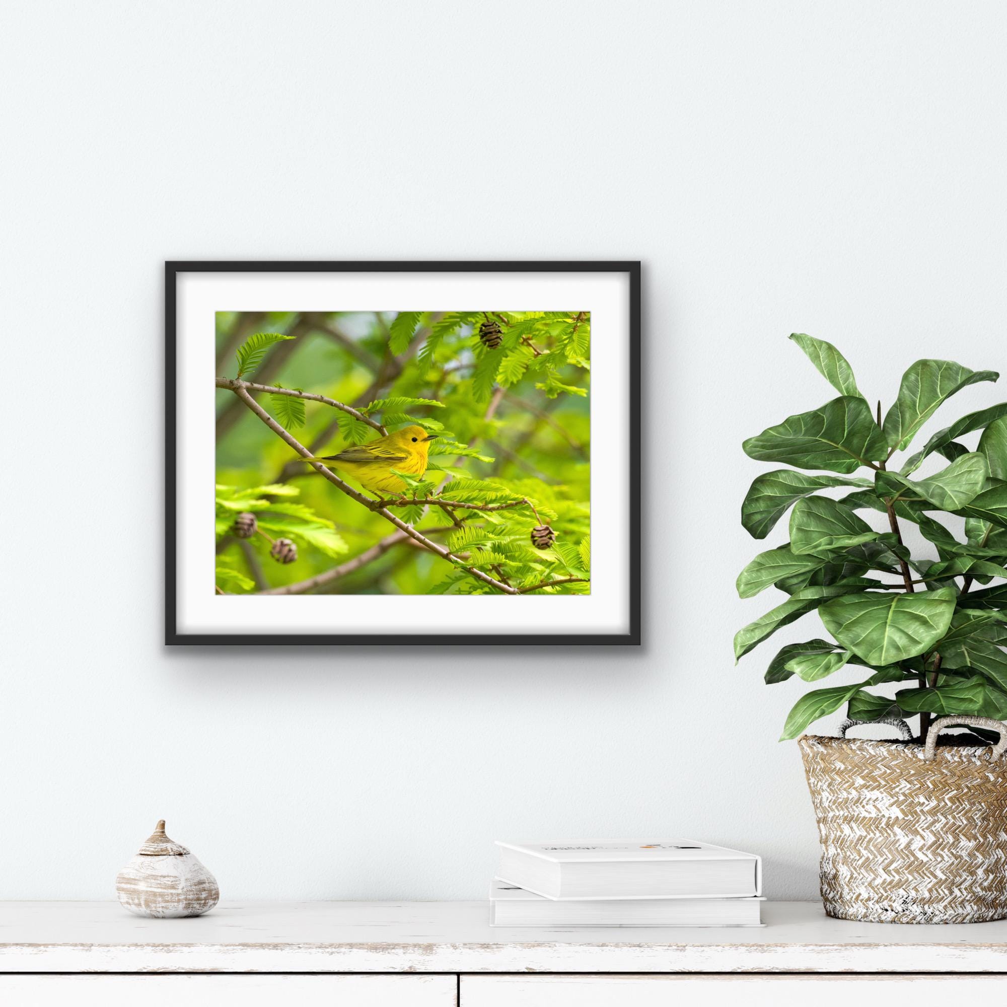 Yellow Warber Photograph - Warbler - Bird Photos - Bird Prints - Gifts ...