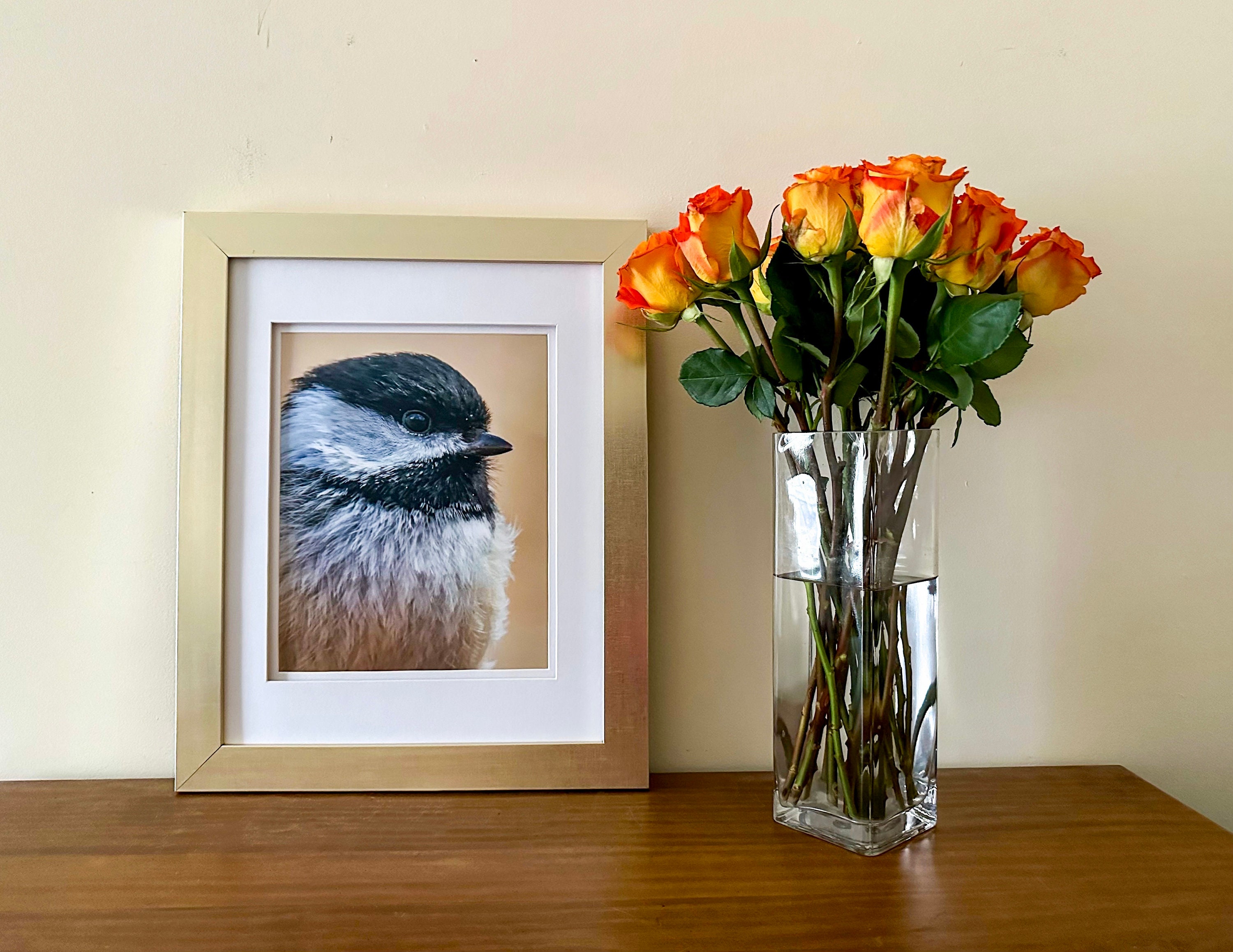 Chickadee Photograph - Black-capped Chickadee - Bird Photography - Bird ...