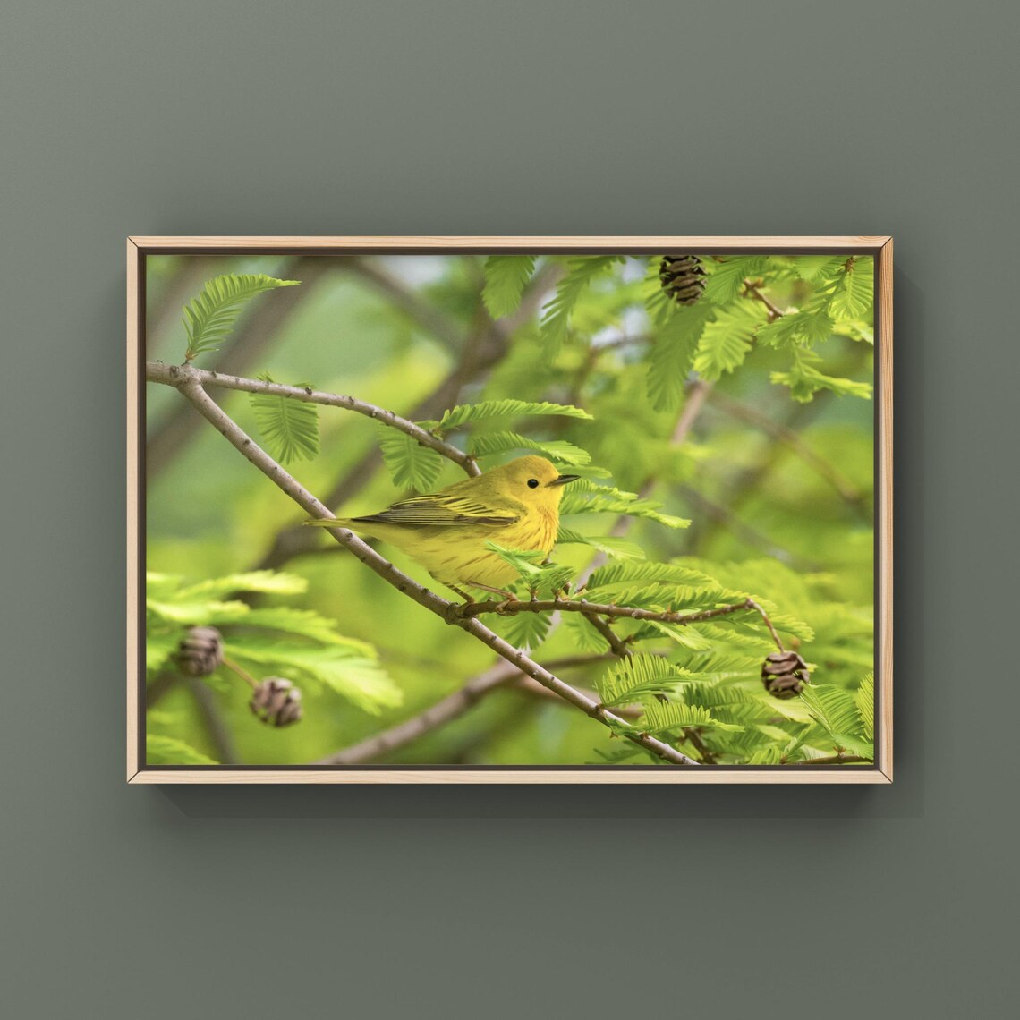 Yellow Warber Photograph - Warbler - Bird Photos - Bird Prints - Gifts ...