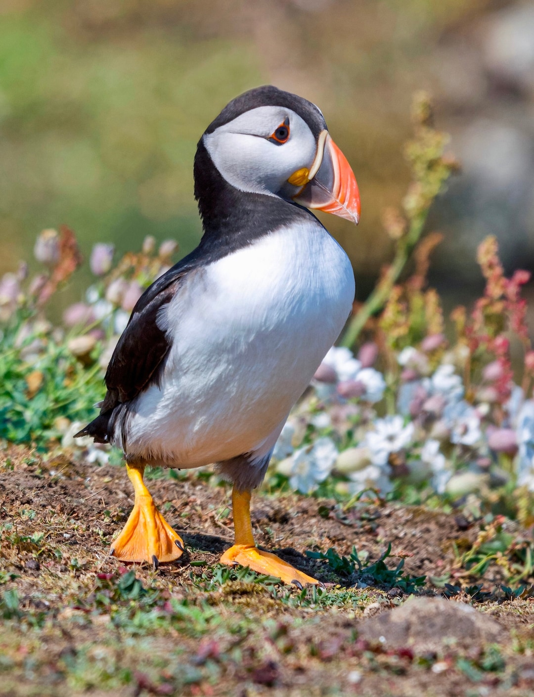 Puffin Photograph - Atlantic Puffin - Bird Photos - Bird Prints - Wall ...
