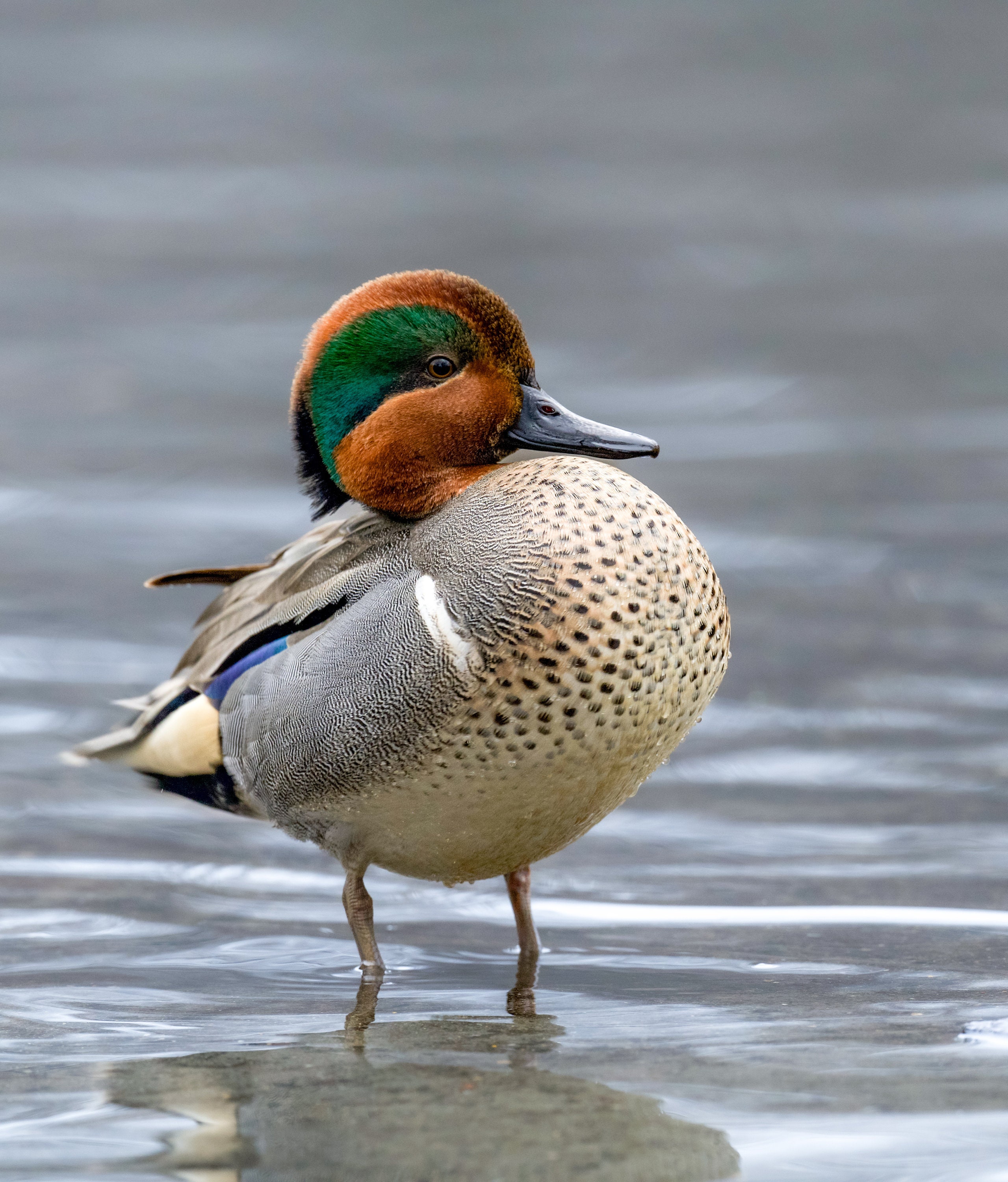 Green-winged Teal Photograph - Duck - Duck Photograph - Bird Photos ...