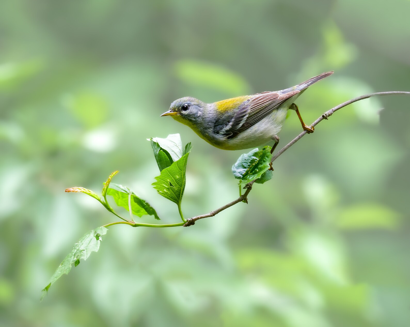 Northern Parula Photograph Warbler Parula Bird Photos Bird Prints Wall ...