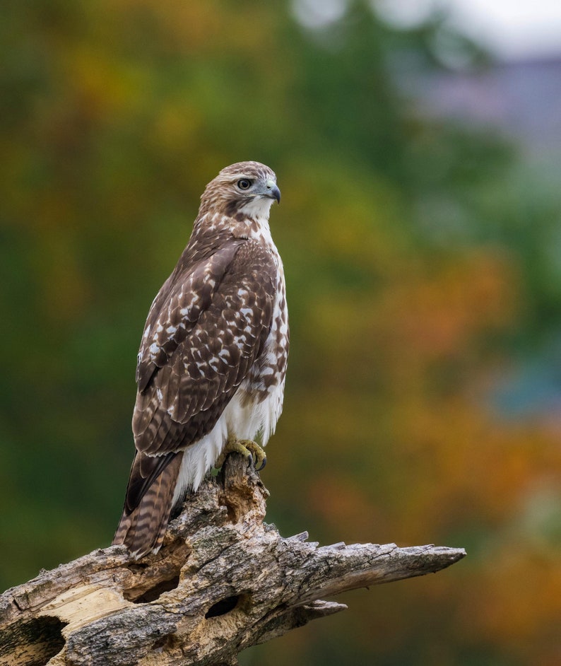 Red-tailed Hawk Photograph - Hawk - Bird Photos - Bird Prints - Wall ...