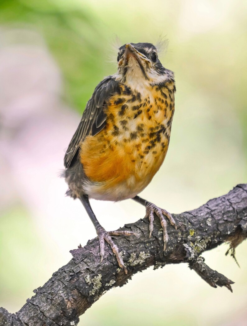 Robin Photograph - Robin - Baby Bird - Bird Photography - Wildlife ...