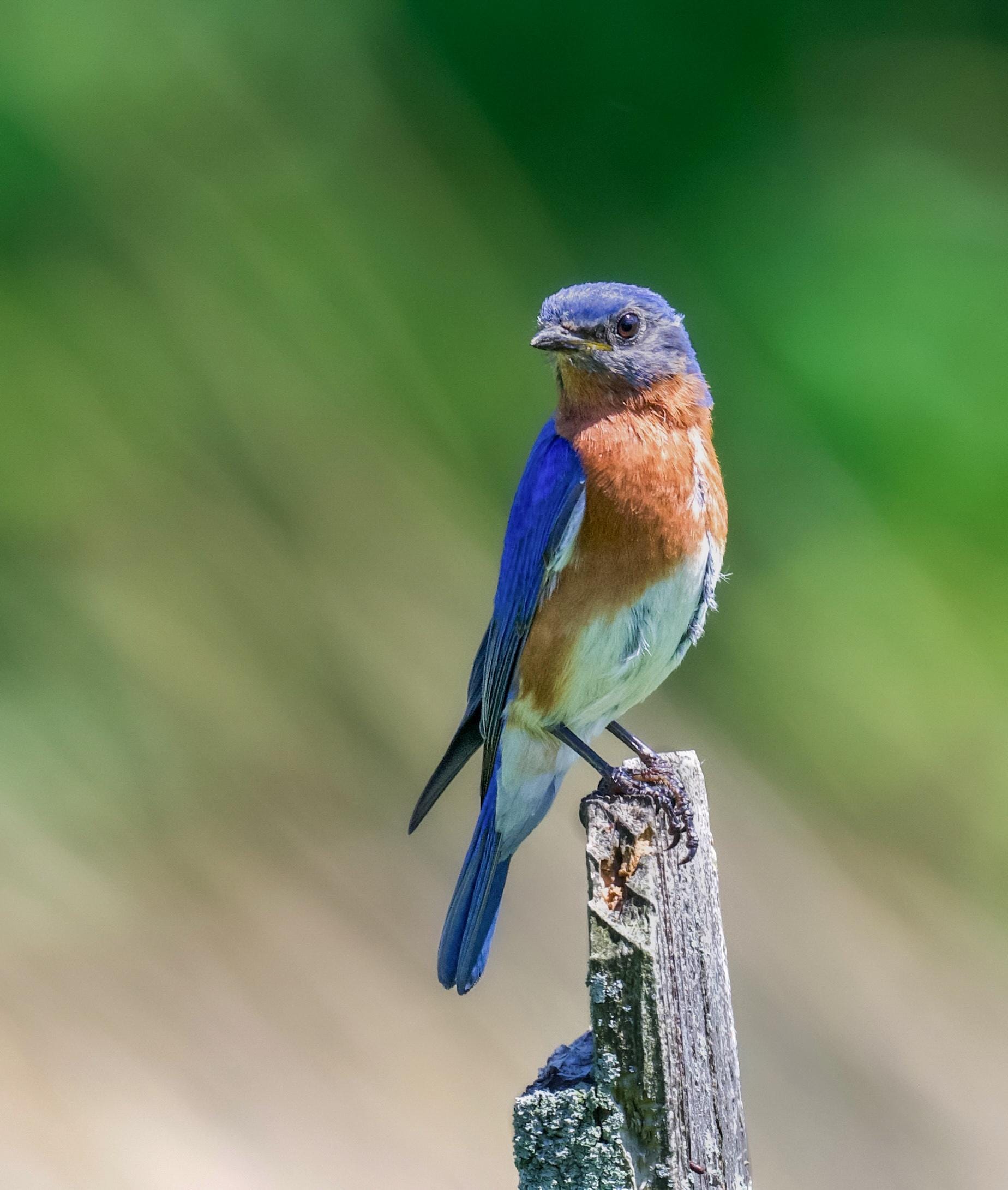 Bluebird Photograph - Eastern Bluebird - Bird Photography - Gifts for ...