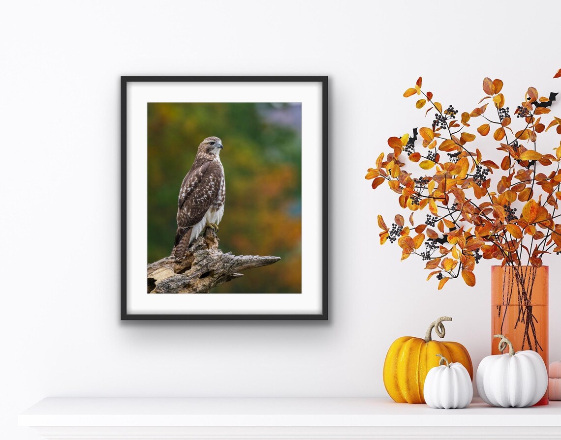 Red-tailed Hawk Photograph - Hawk - Bird Photos - Bird Prints - Wall ...