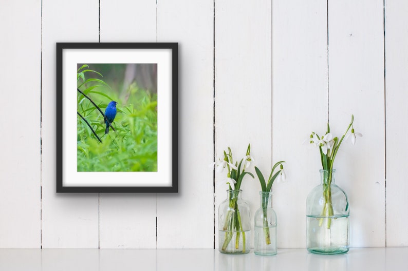 Indigo Bunting Photograph - Bunting - Bird Photos - Bird Prints - Wall ...