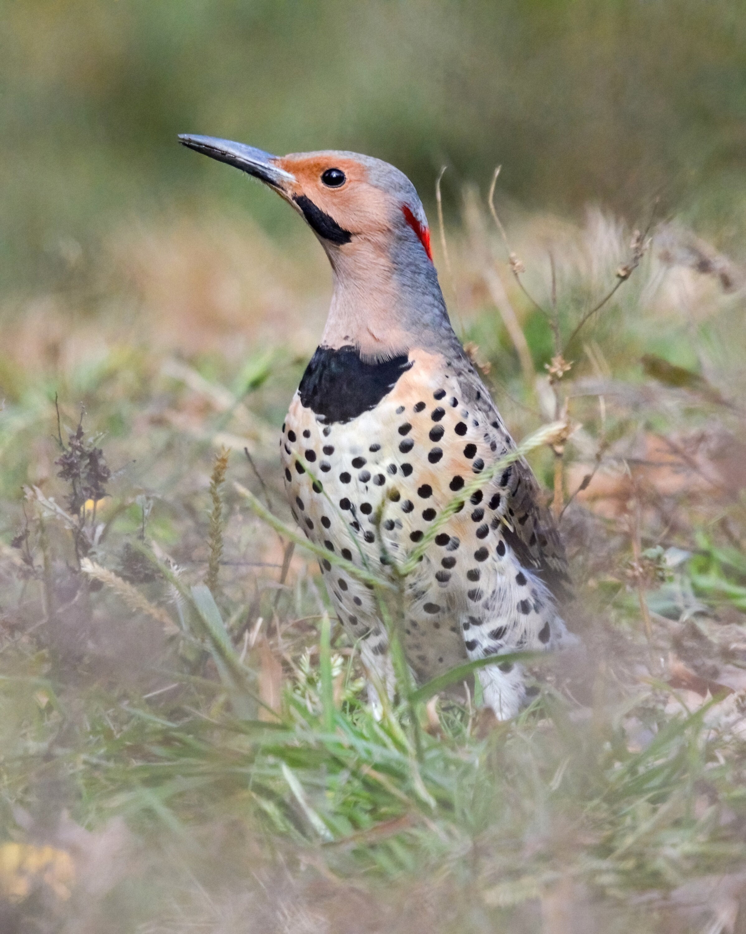 Northern Flicker Photograph - Woodpecker Photograph - Flicker - Gifts ...