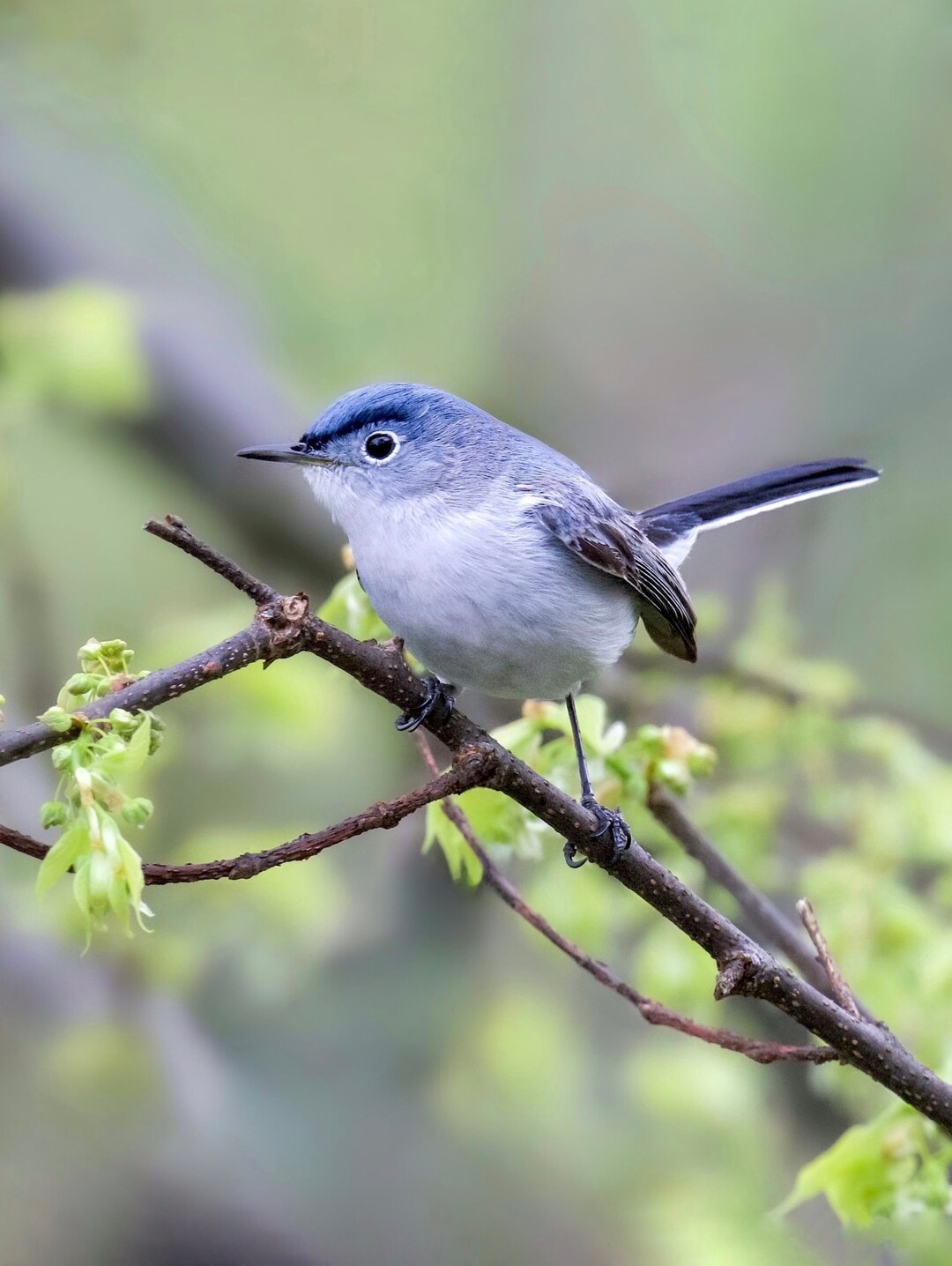 Blue-gray Gnatcatcher Photograph - Gnatcatcher - Bird Photos - Bird ...