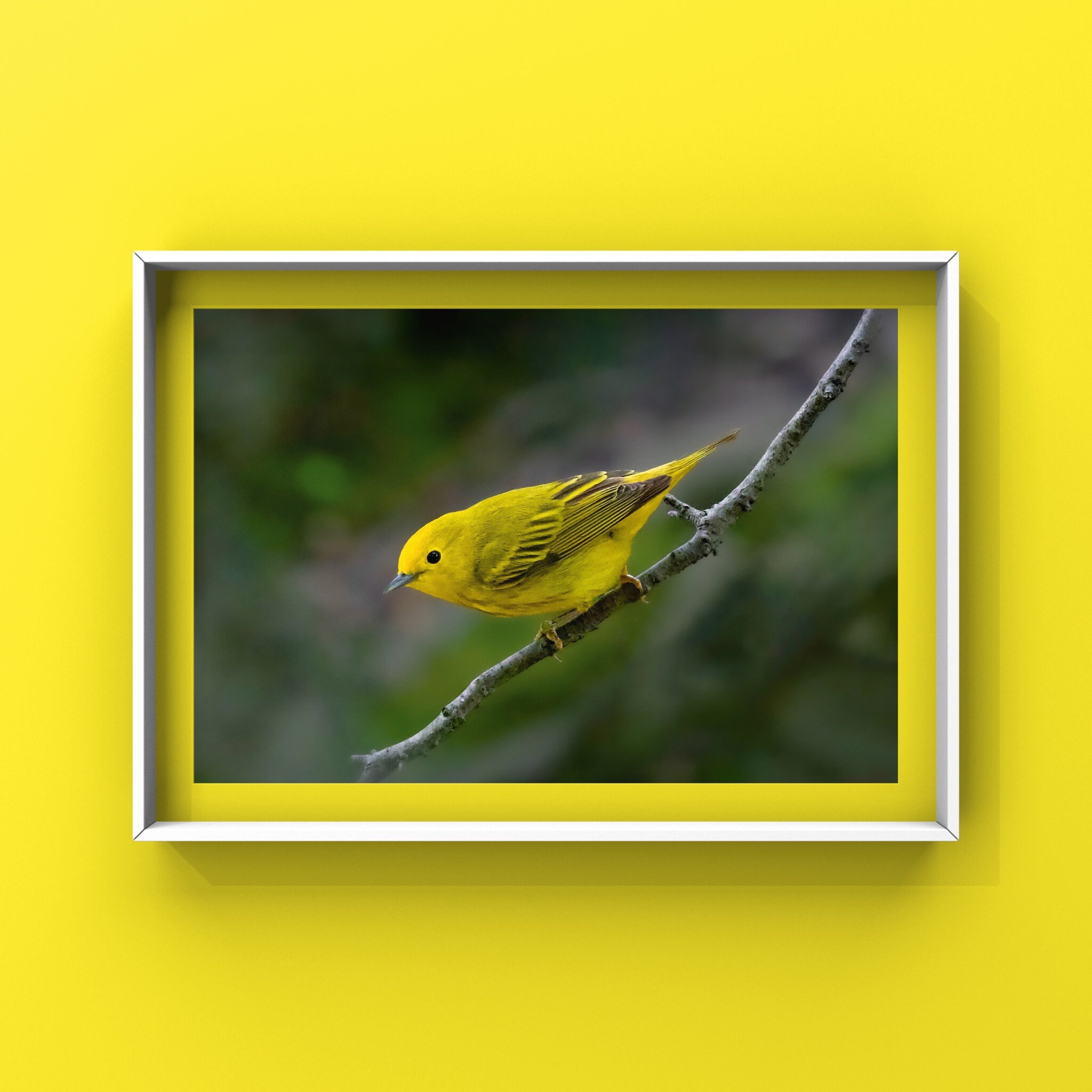 Yellow Warber Photograph - Warbler - Bird Photos - Bird Prints - Gifts ...