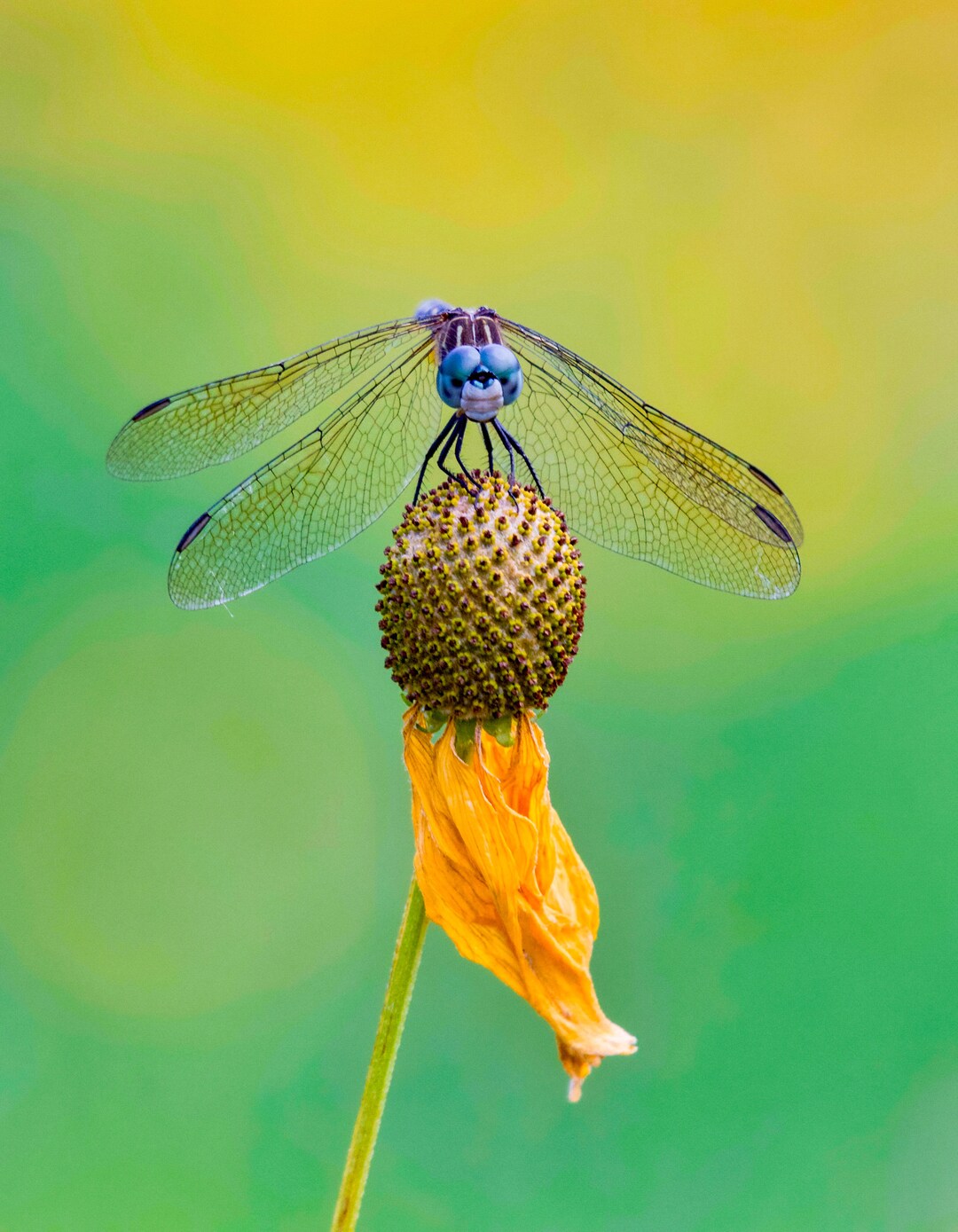 Dragonfly Photograph - Dragonfly - Insect - Insect Photography - Gifts ...
