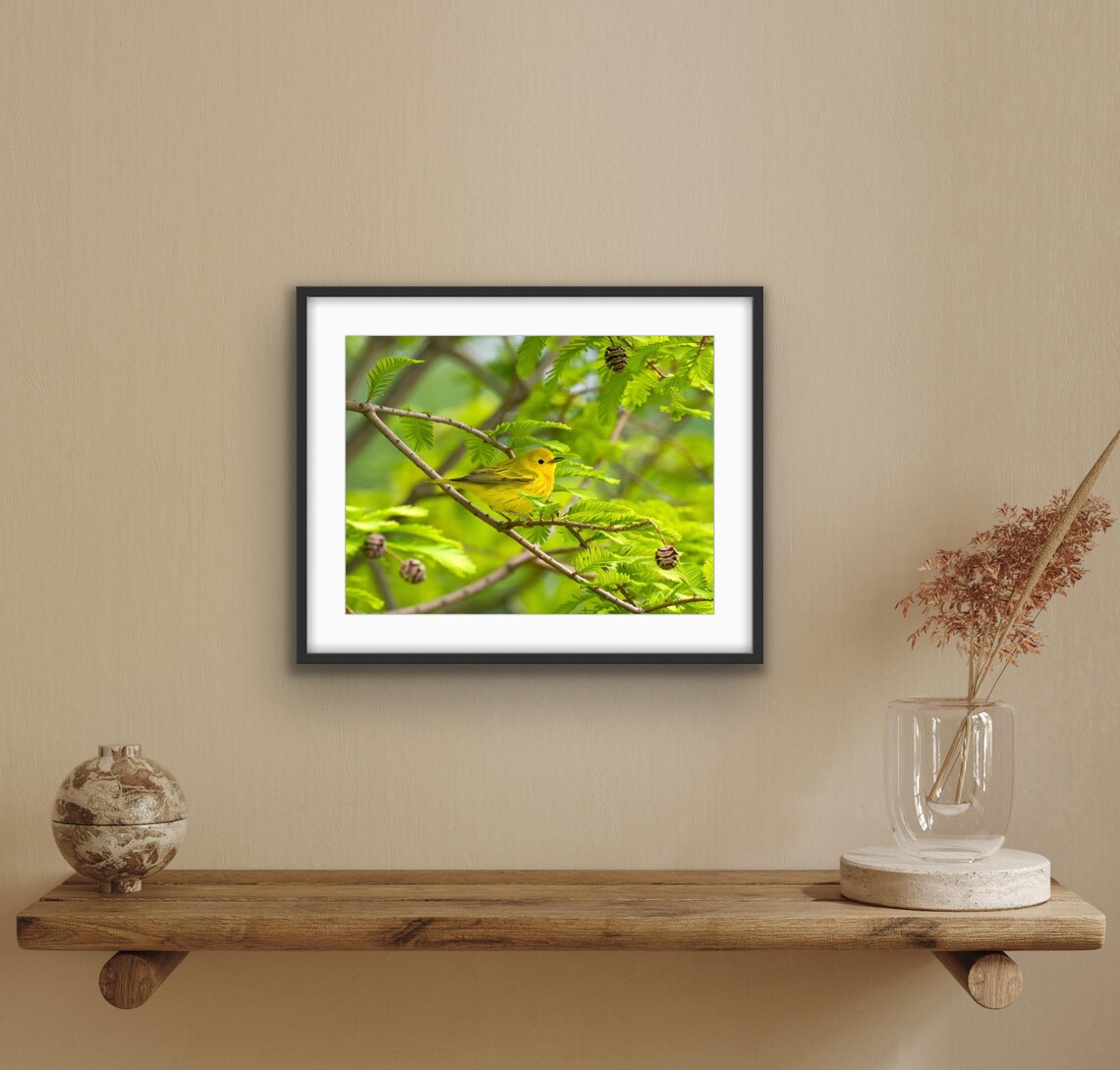 Yellow Warber Photograph - Warbler - Bird Photos - Bird Prints - Gifts ...