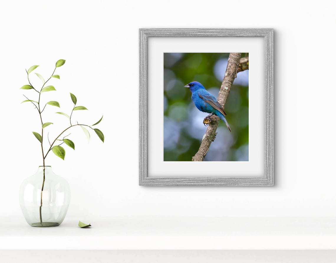 Indigo Bunting Photograph - Bunting - Bird Photos - Bird Prints - Wall ...