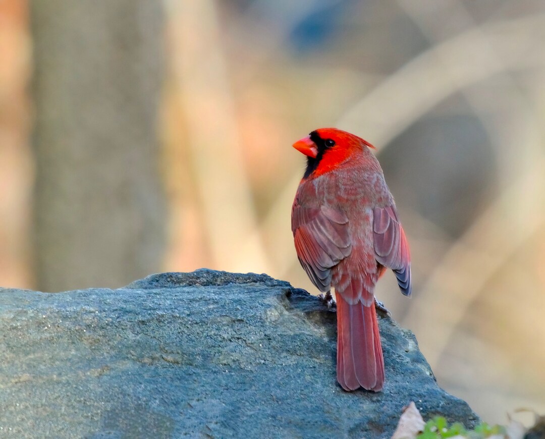 Cardinal Photograph Cardinal Northern Cardinal Bird Art Bird ...