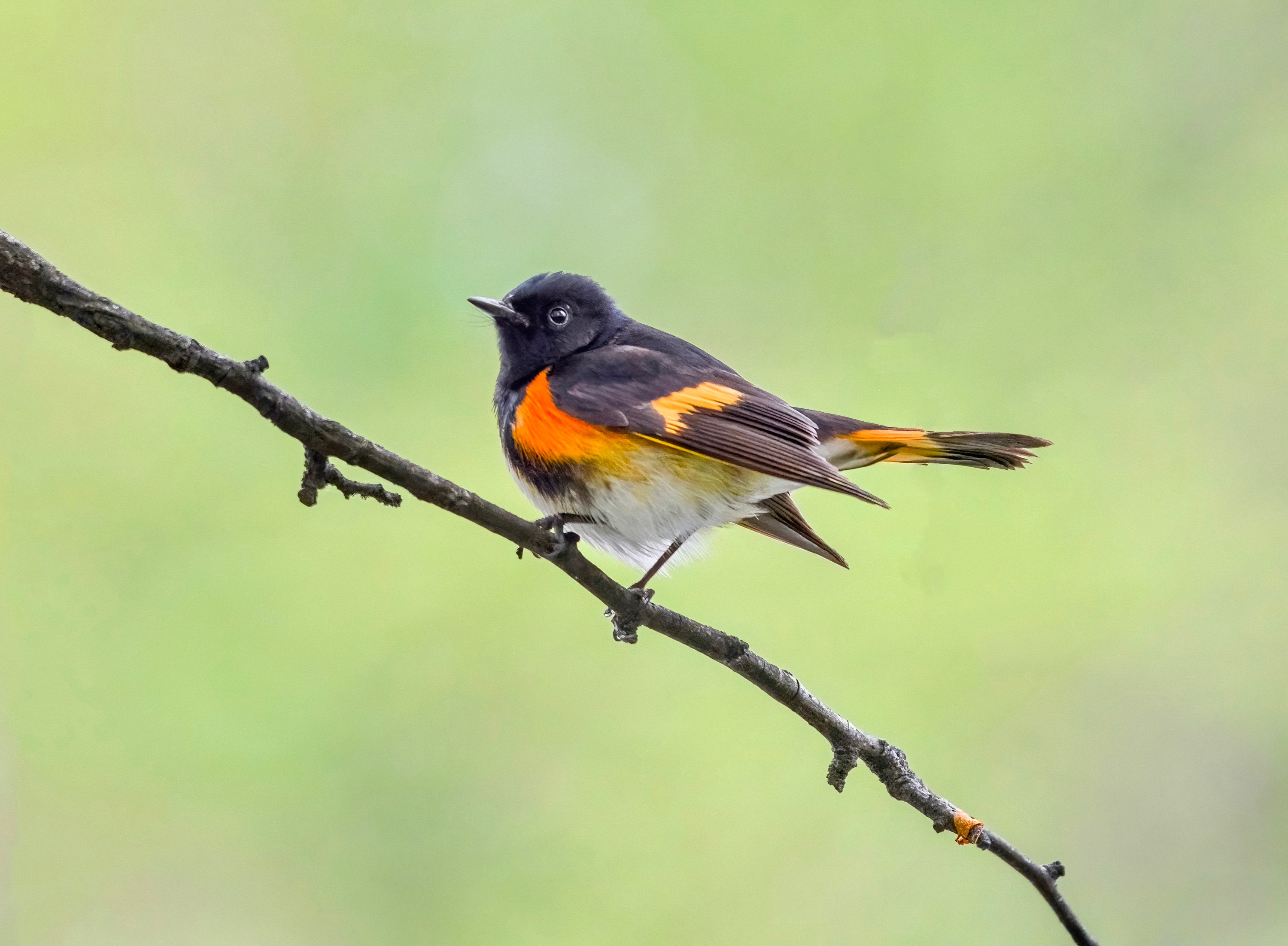 American Redstart