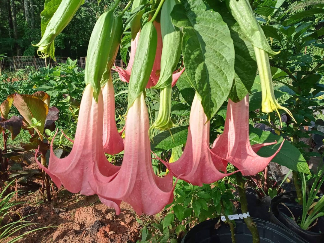 Painted Lady Angel Trumpet Plant - Etsy