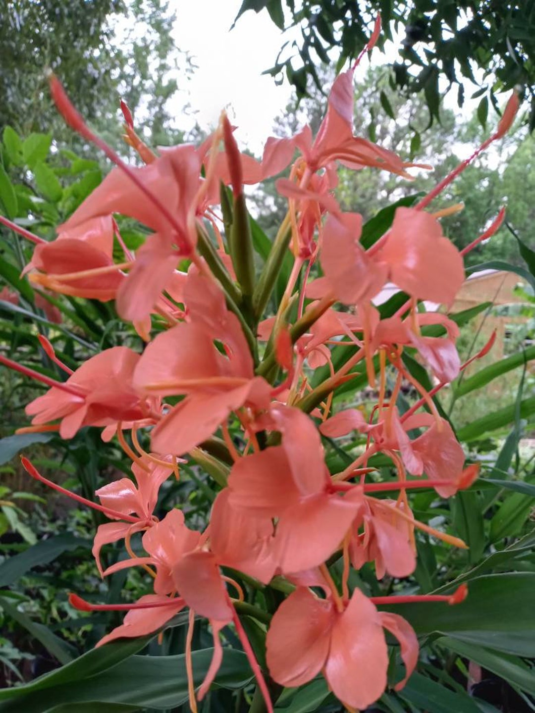 Orange Ginger Plant - Etsy