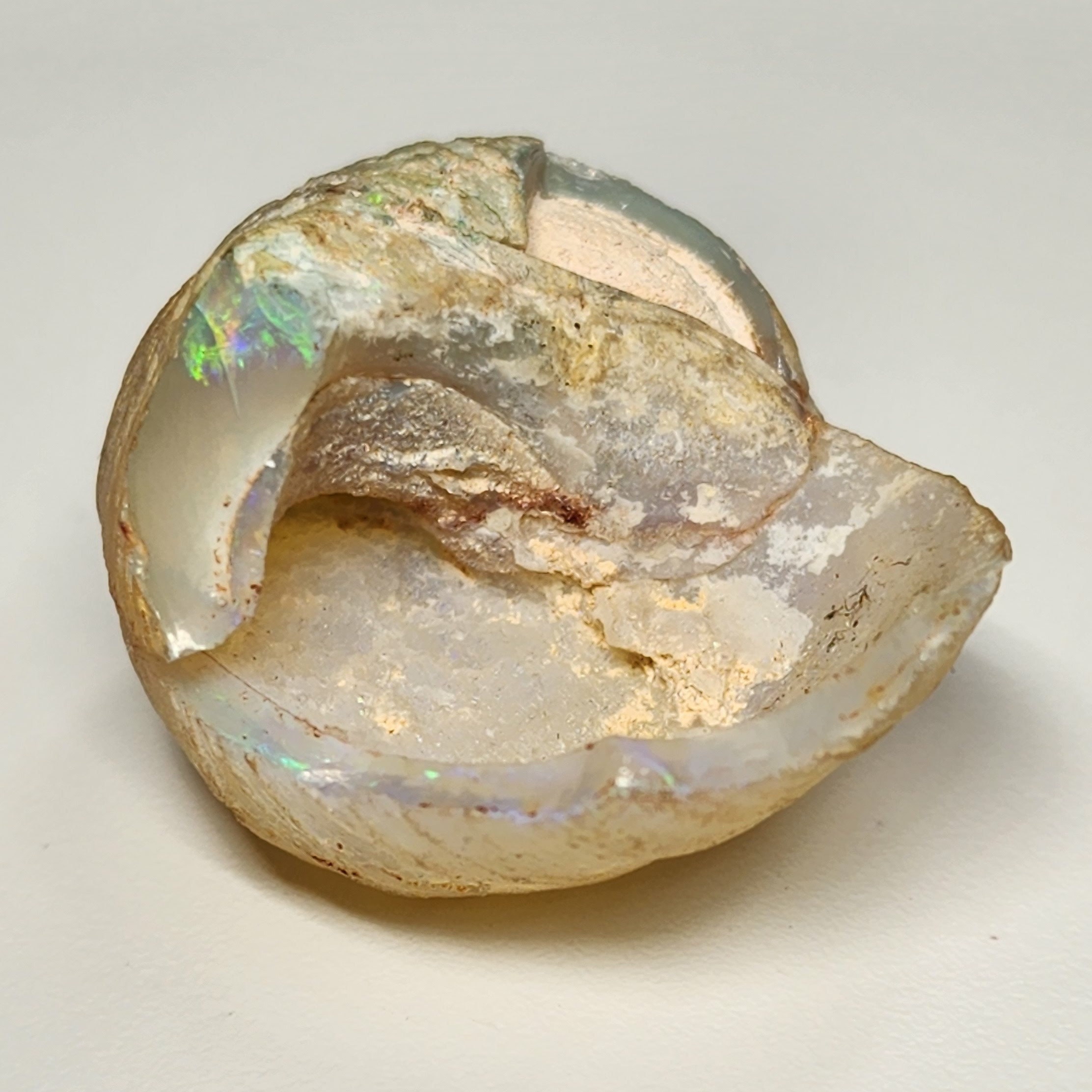 53967. Rare Opalised Snail Fossil – Coober Pedy Australia, Collectors ...