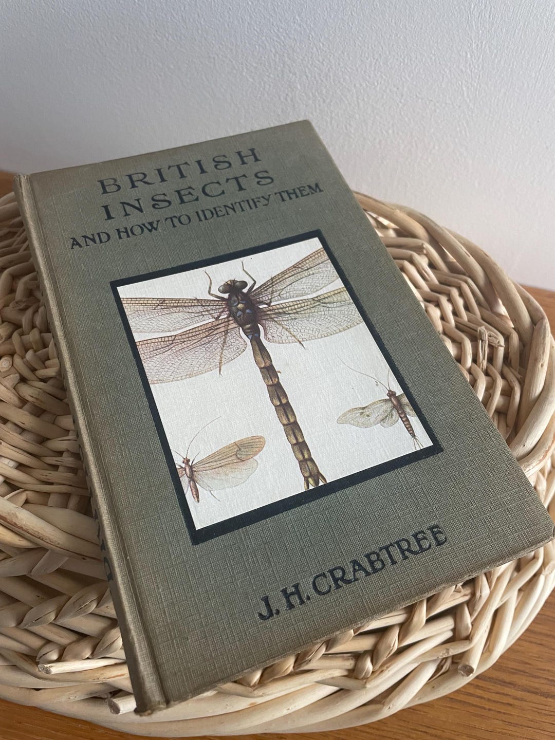 British Insects and How to Identify Them Vintage Books Insect ...