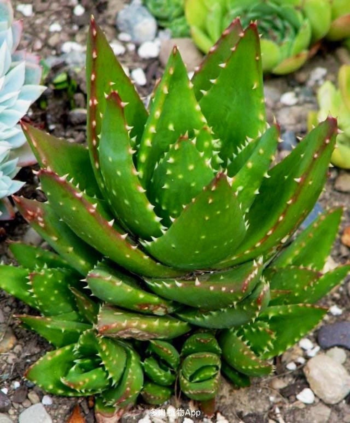 Aloe X Nobilis, Golden Toothed Aloe, Matured Multi Offsets, Super Heat ...