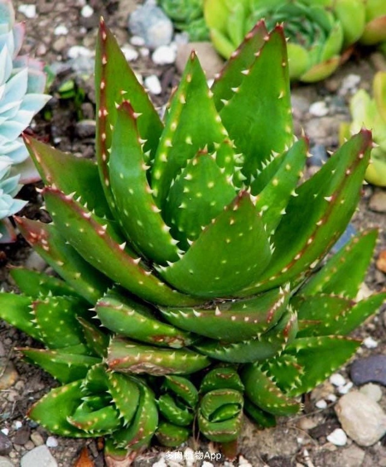 Aloe X Nobilis, Golden Toothed Aloe, Matured Multi Offsets, Super Heat ...