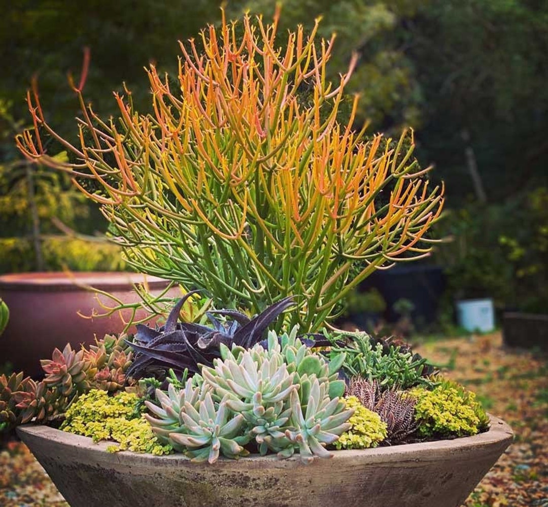 Multiple 6 Fire Stick Stem Cuttings, Hardy Euphorbia, Pencil Cactus ...