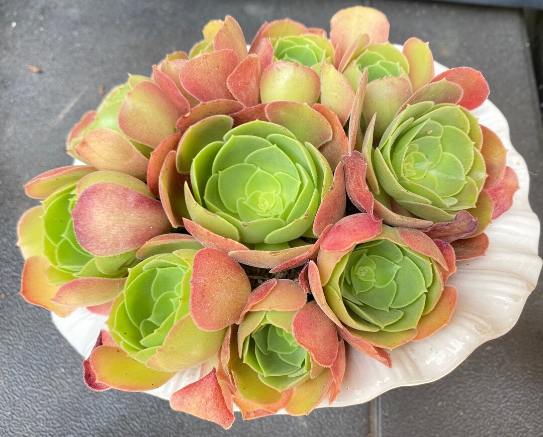12 Aeonium Blushing Beauty Stem Cuttings 2”-4”, Aeonium Succulent ...