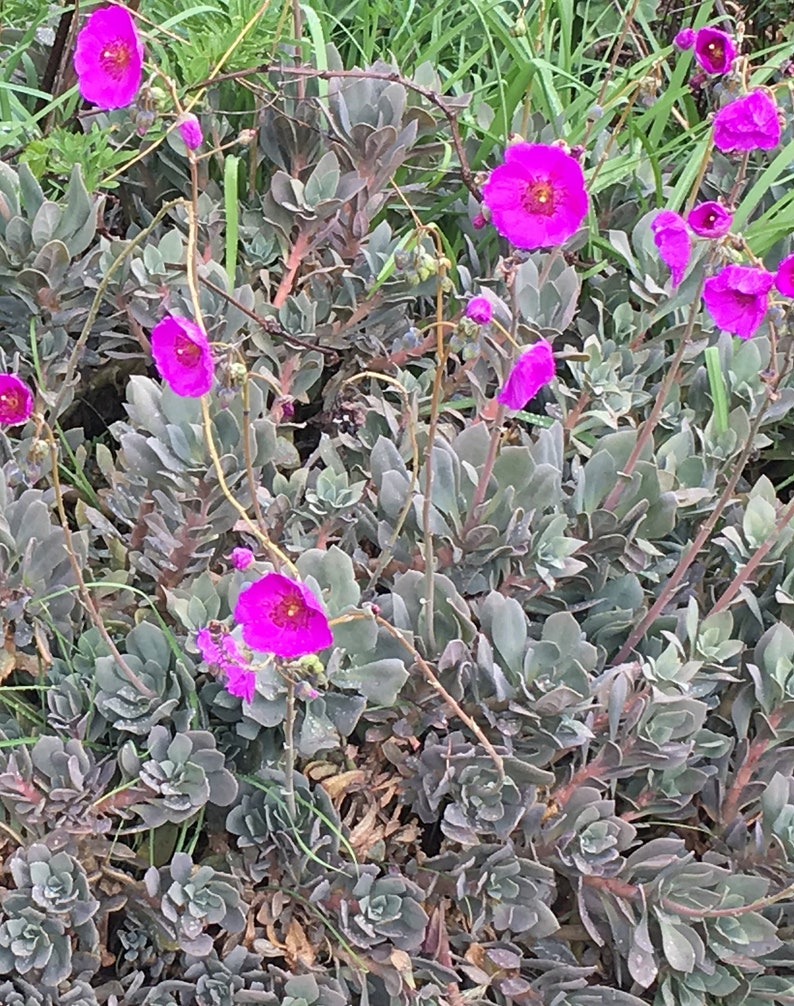 Rare Rock Purslane/calandrinia Spectabilis the Most Hardy | Etsy