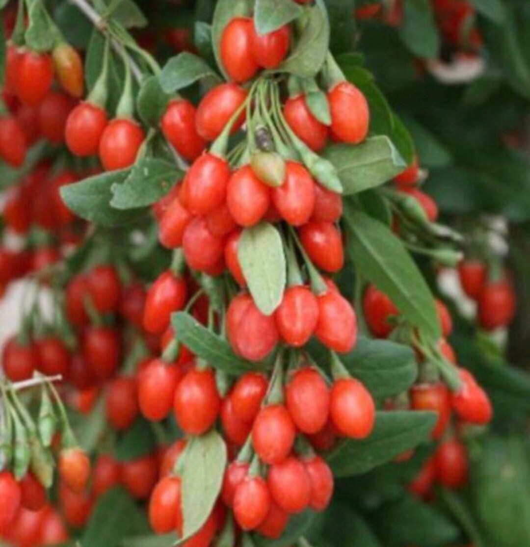 Years Matured Goji Tree in Pot, Cut Into 12” Tall, Produce in First ...