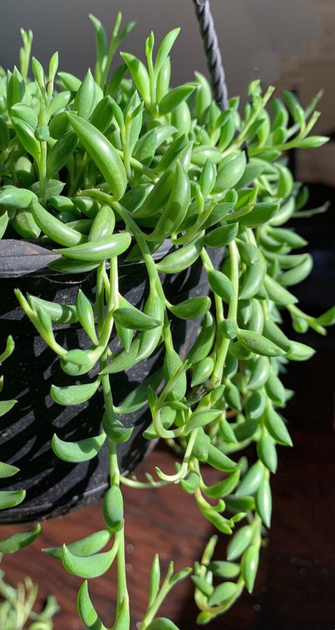 3+ String of Bananas Succulent, Hanging Basket, Indoor House Plant - Etsy