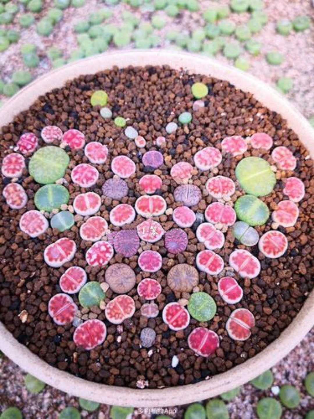 S32-seeds of Mixed Lithops, Rare Succulents, Living Stones, Exotic Rock ...