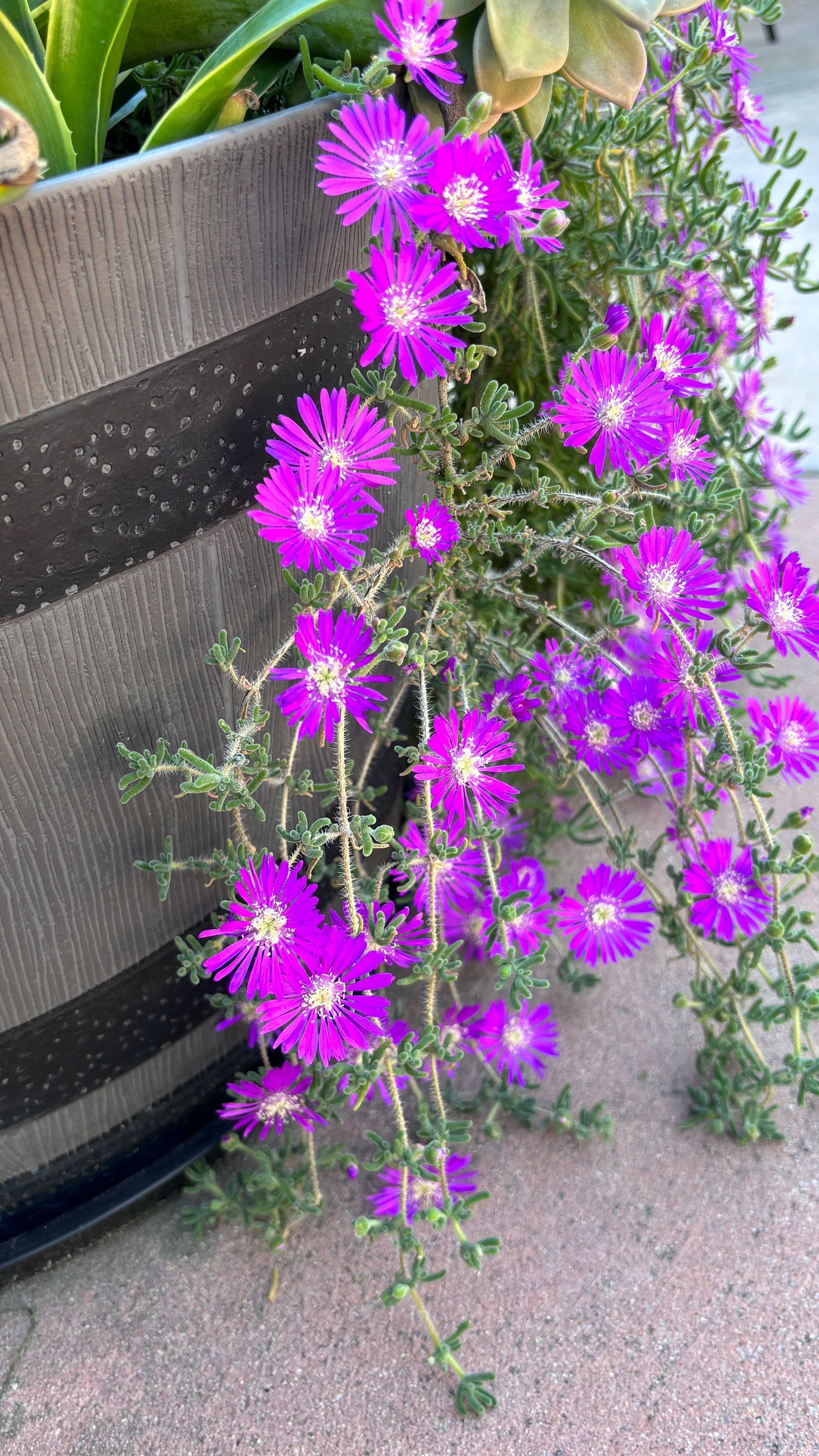 Ice Plant Ground Cover Small Mini Rosea Ice Plant, Delosperma Cooperi
