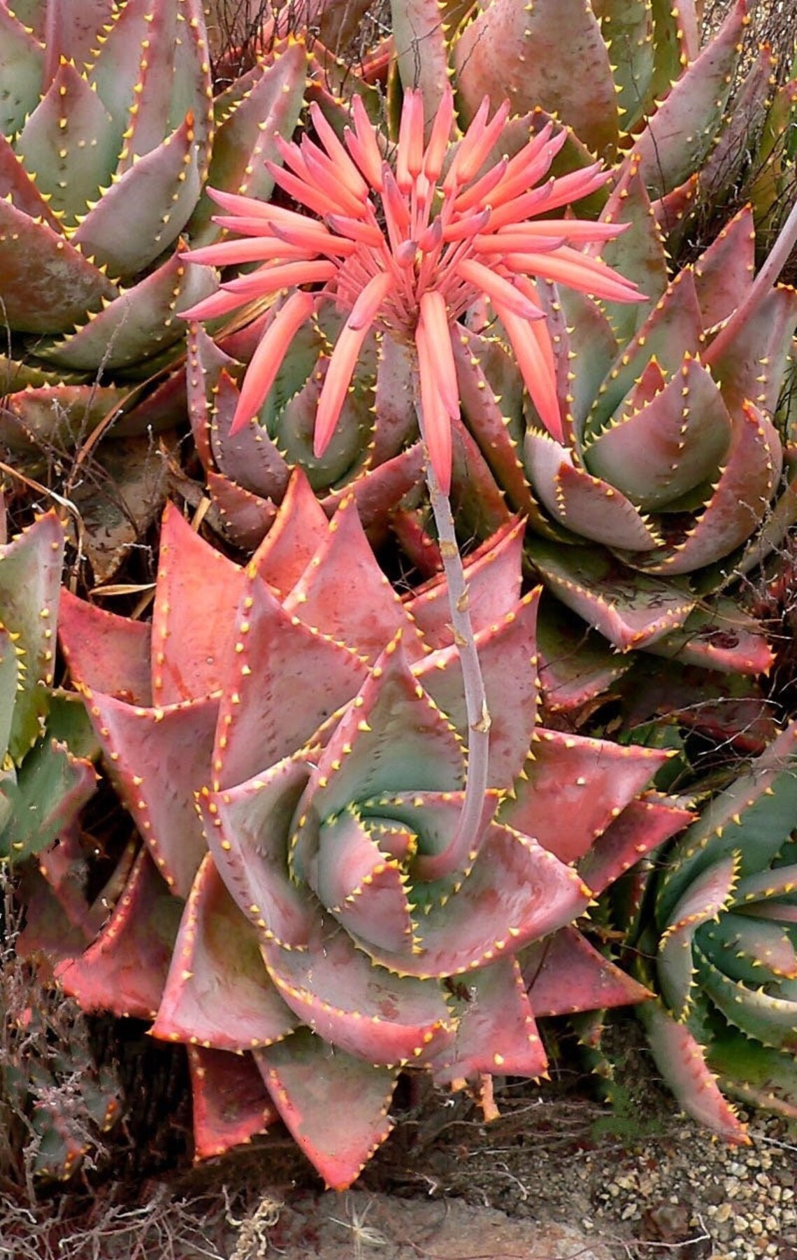 Aloe X Nobilis, Golden Toothed Aloe, Matured Multi Offsets, Super Heat ...