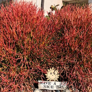 Multiple 6”+ Fire Stick Stem Cuttings, Hardy Euphorbia, Pencil Cactus ...
