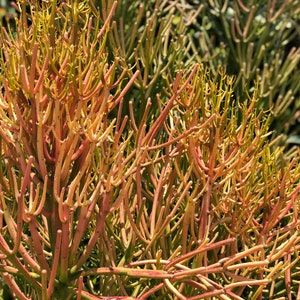 Multiple 6”+ Fire Stick Stem Cuttings, Hardy Euphorbia, Pencil Cactus ...
