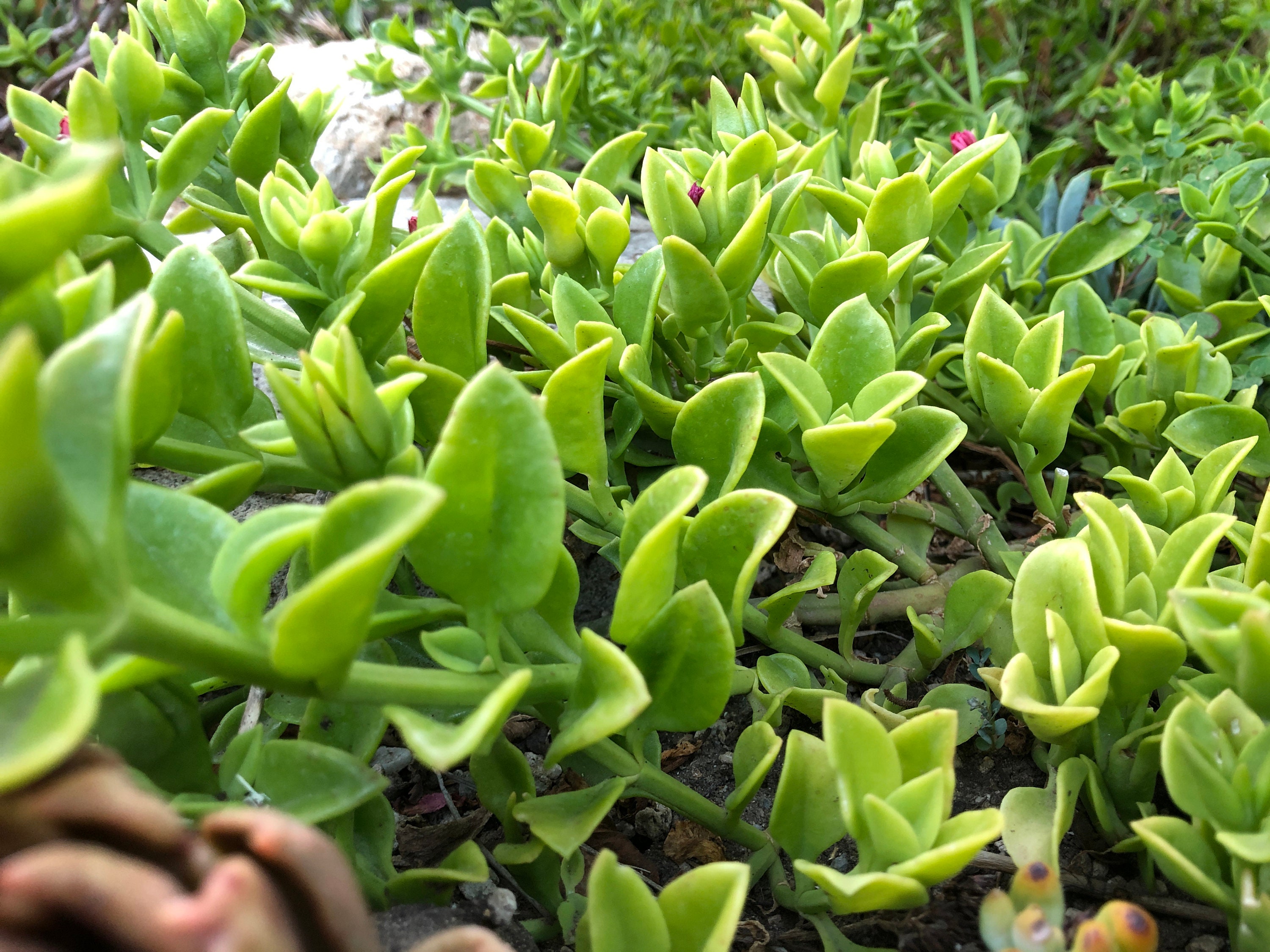 Red Apple Ground Cover Plants