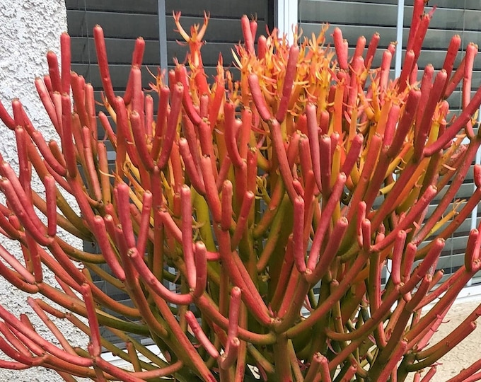 Multiple 6”+ Fire Stick Stem Cuttings, Hardy Euphorbia, Pencil Cactus ...