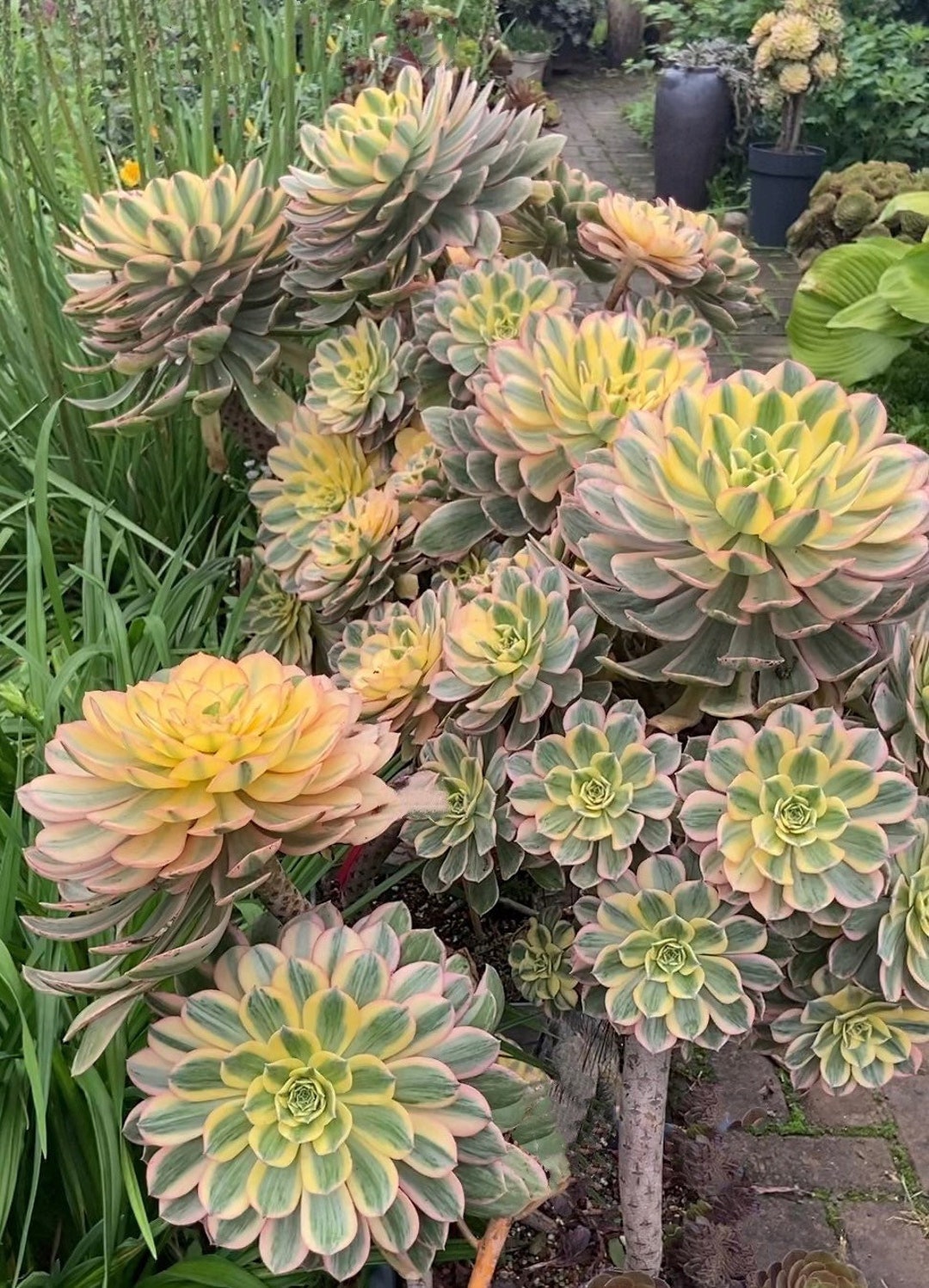 Aeonium Sunburst, Limited Aeonium Succulents, Crested Options Available - Etsy