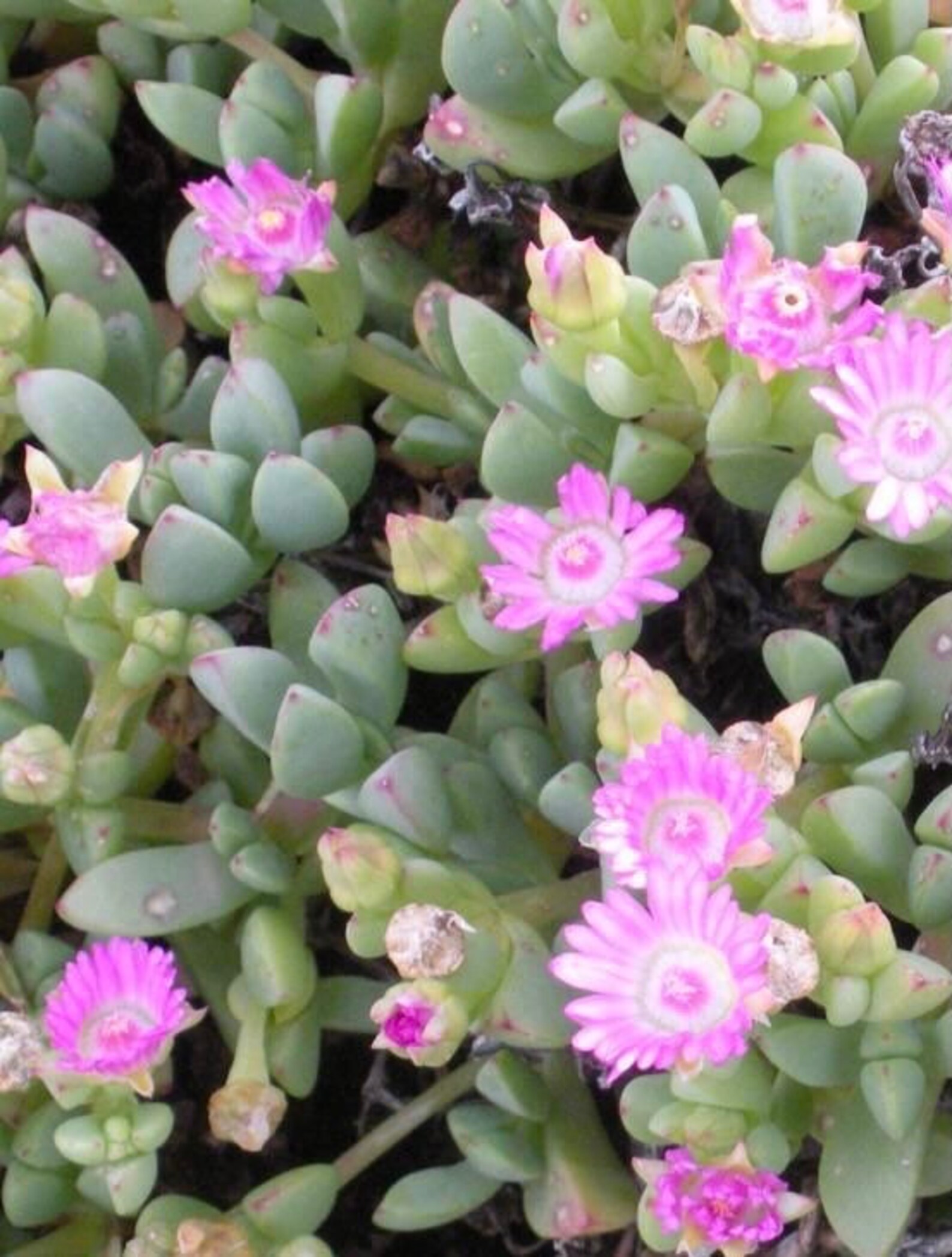 Very Rare Succulents, Sandstone Vygie Pink Oscularia Deltoides ...